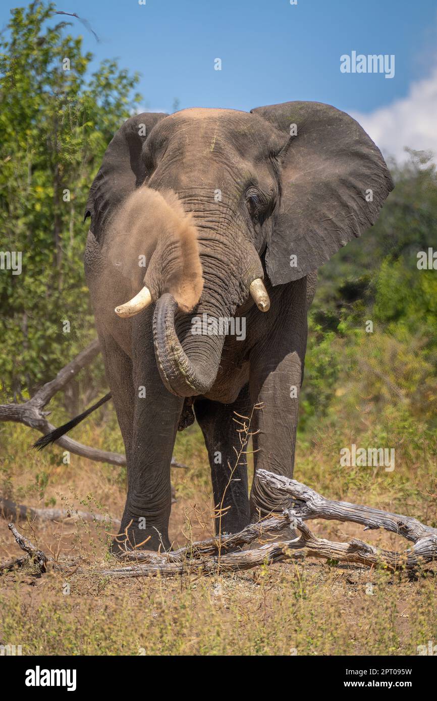 Log throwing hi-res stock photography and images - Alamy