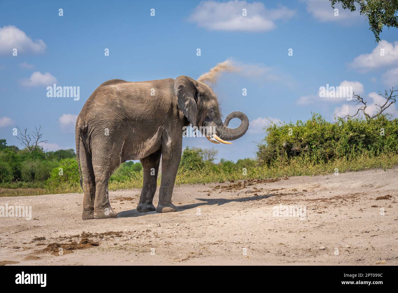 African elephant stands curling trunk throwing dust Stock Photo - Alamy