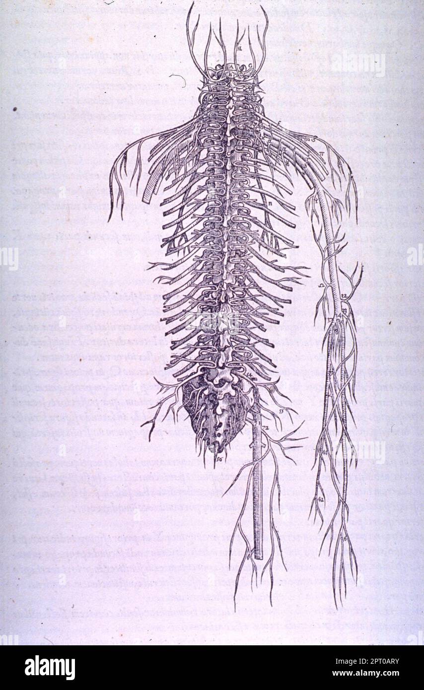 Nervous System Plate Stock Photo - Alamy