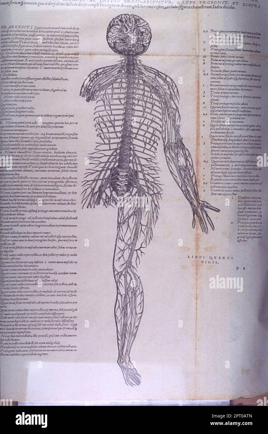 Nervous System Plate Stock Photo - Alamy