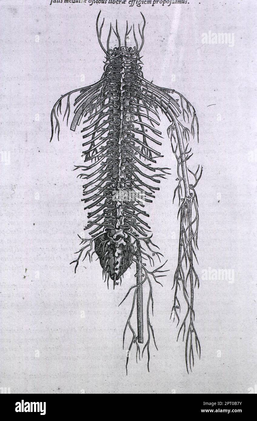 Nervous System Plate Stock Photo - Alamy