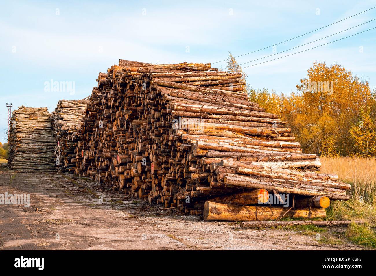 Logs stored in stacked piles at the transportation site. Timber wood ...