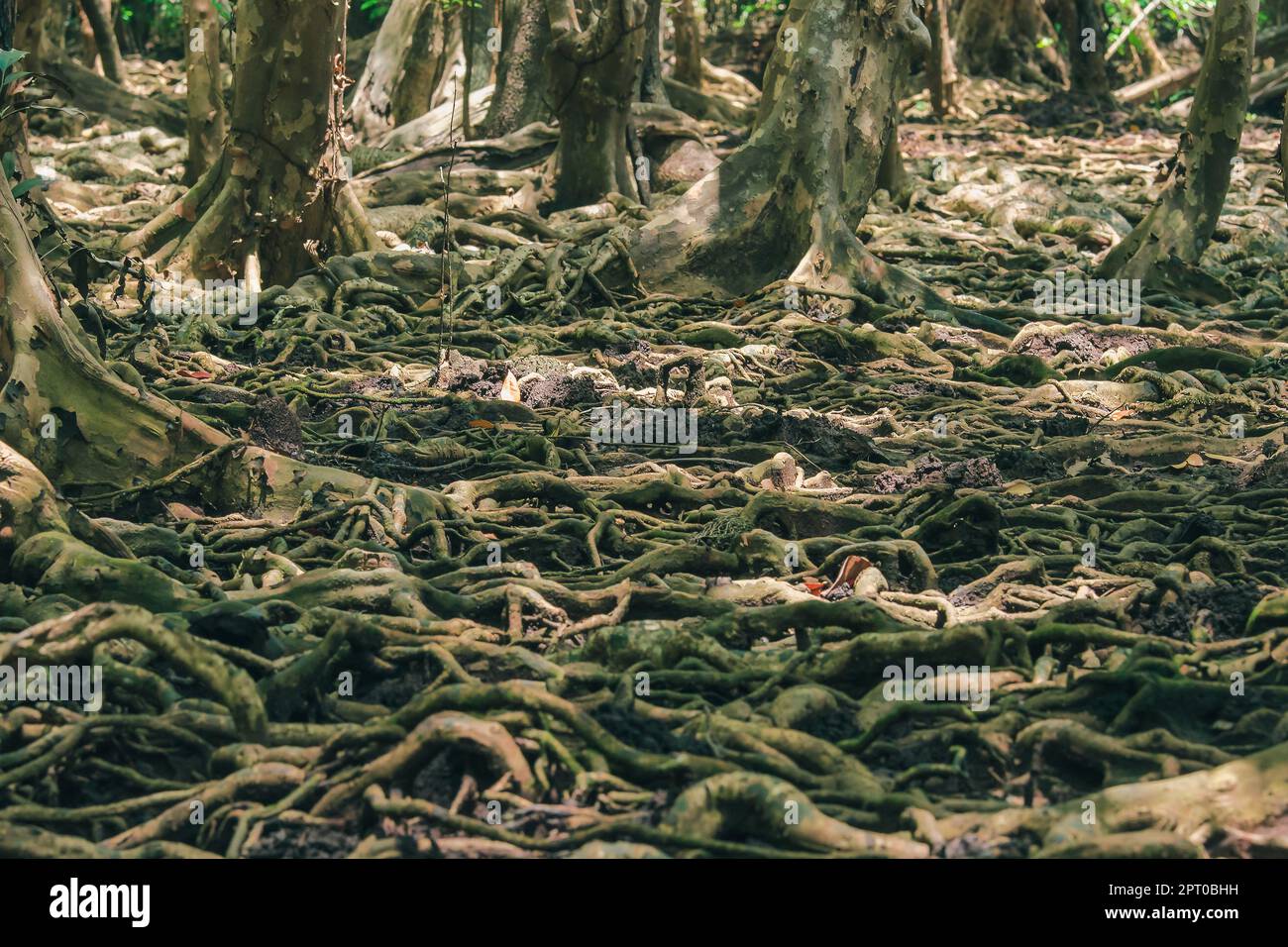 Many tree roots on the mangrove forest are used for adhesion Stock ...