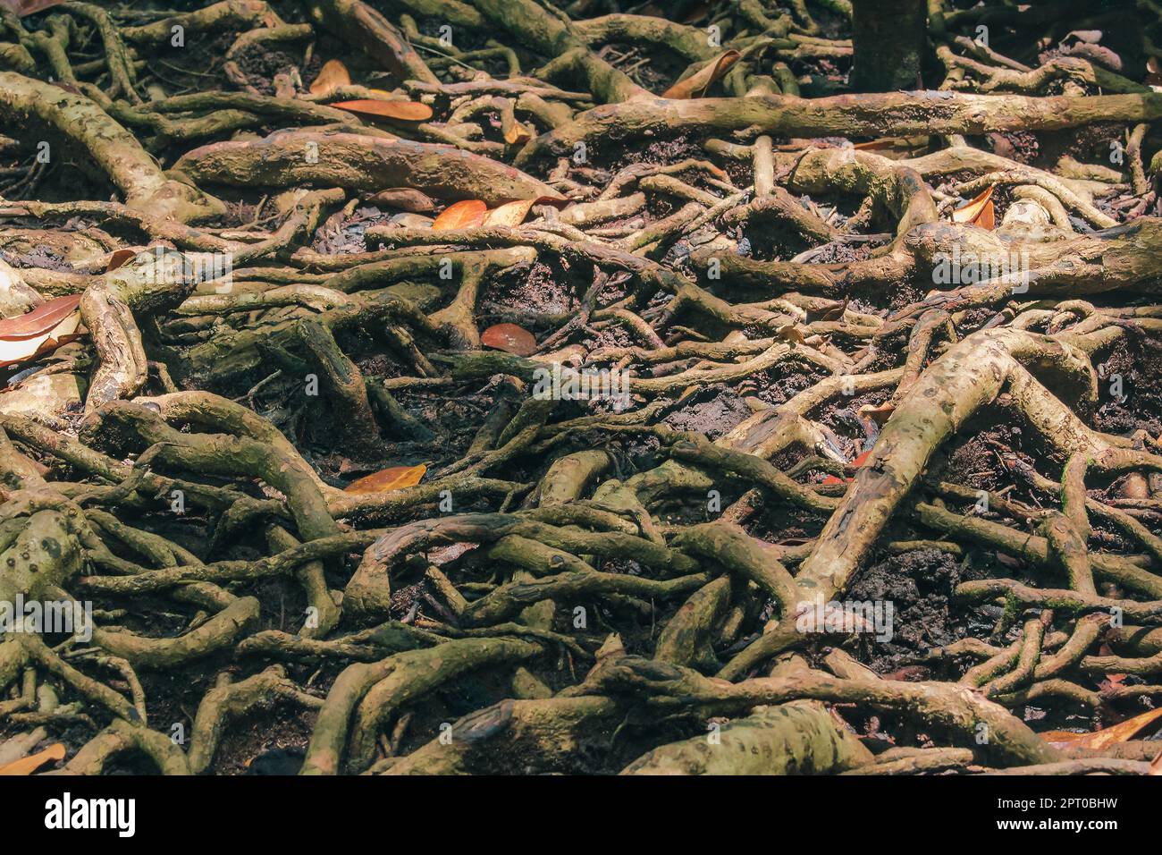 Many tree roots on the mangrove forest are used for adhesion Stock ...