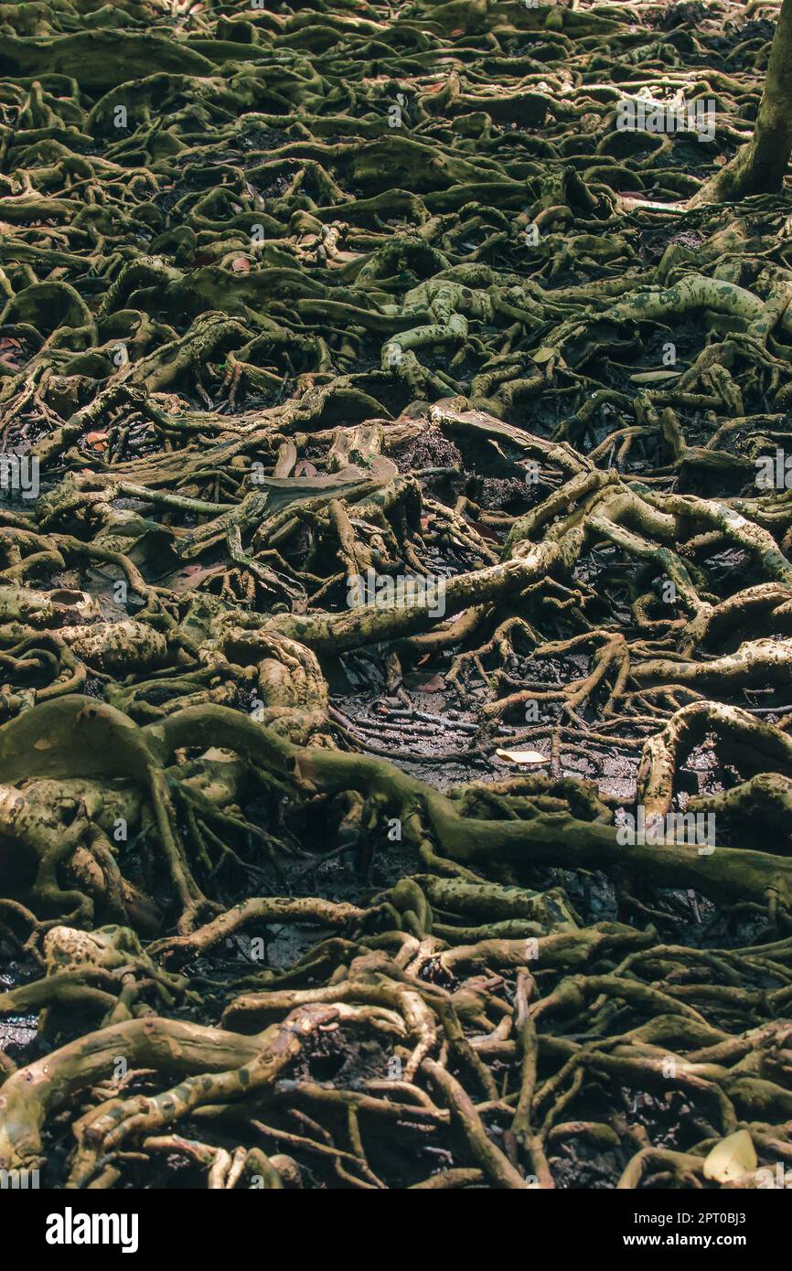 Many tree roots on the mangrove forest are used for adhesion Stock ...