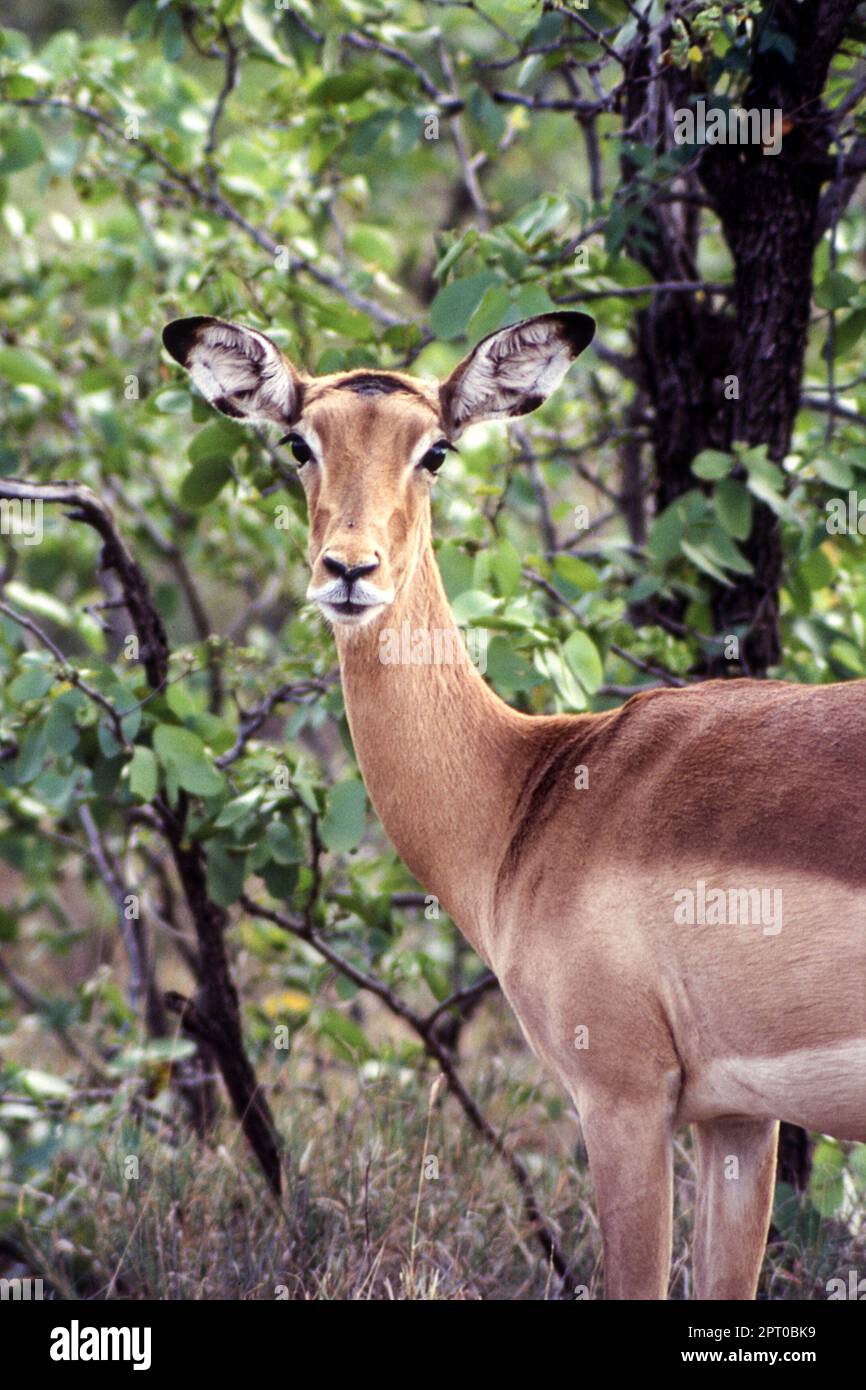 Impala (Aepyceros melampus), Kruger National Park, mpumalanga, South ...