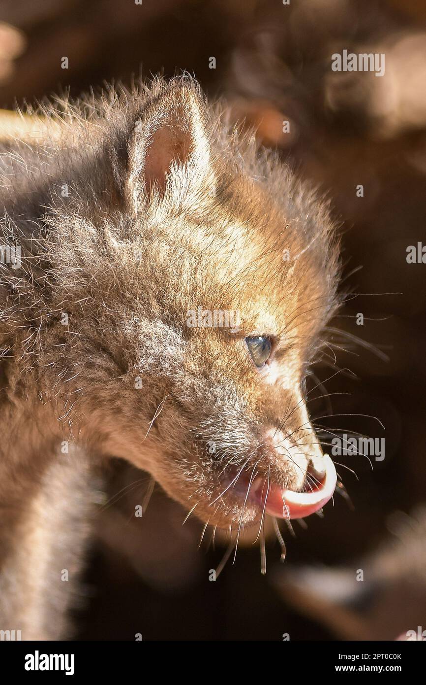 Tasmanian Red Fox