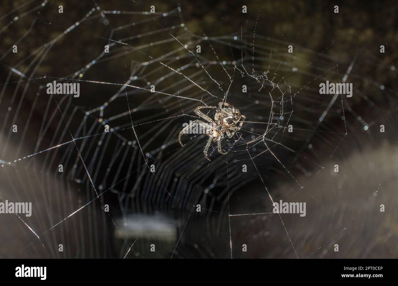 Huntsman spider or Eusparassus dufouri. Spider web placed in the mouth ...
