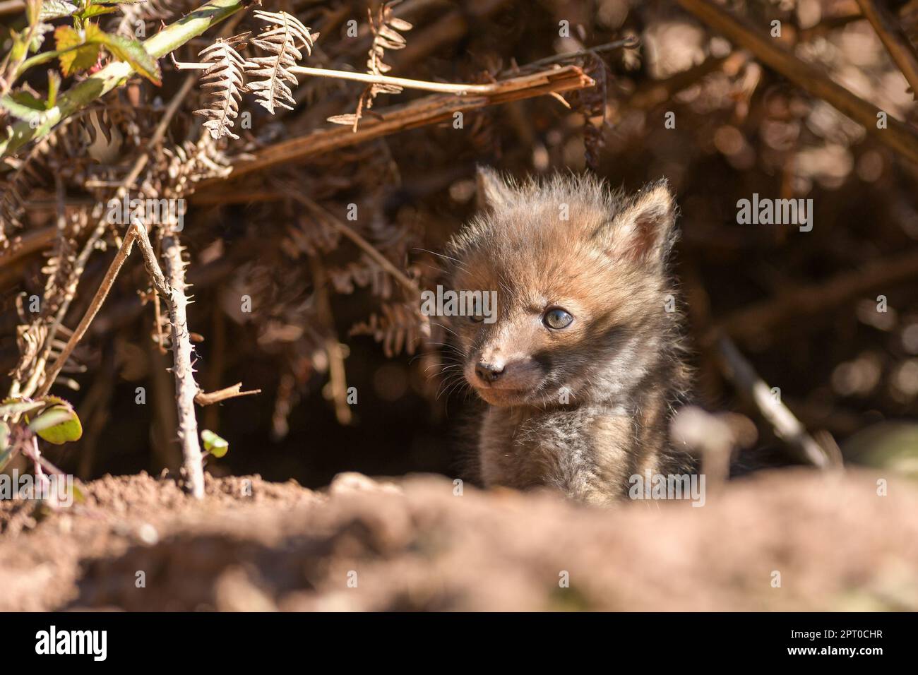 Five week old fox cub hi-res stock photography and images - Alamy