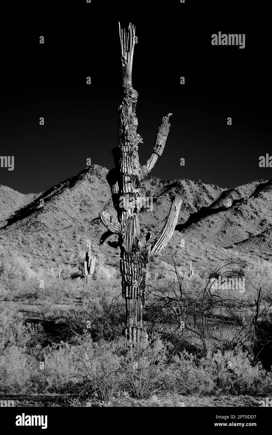Moonlight Saguaro cactus in the winter Arizona desert Stock Photo - Alamy
