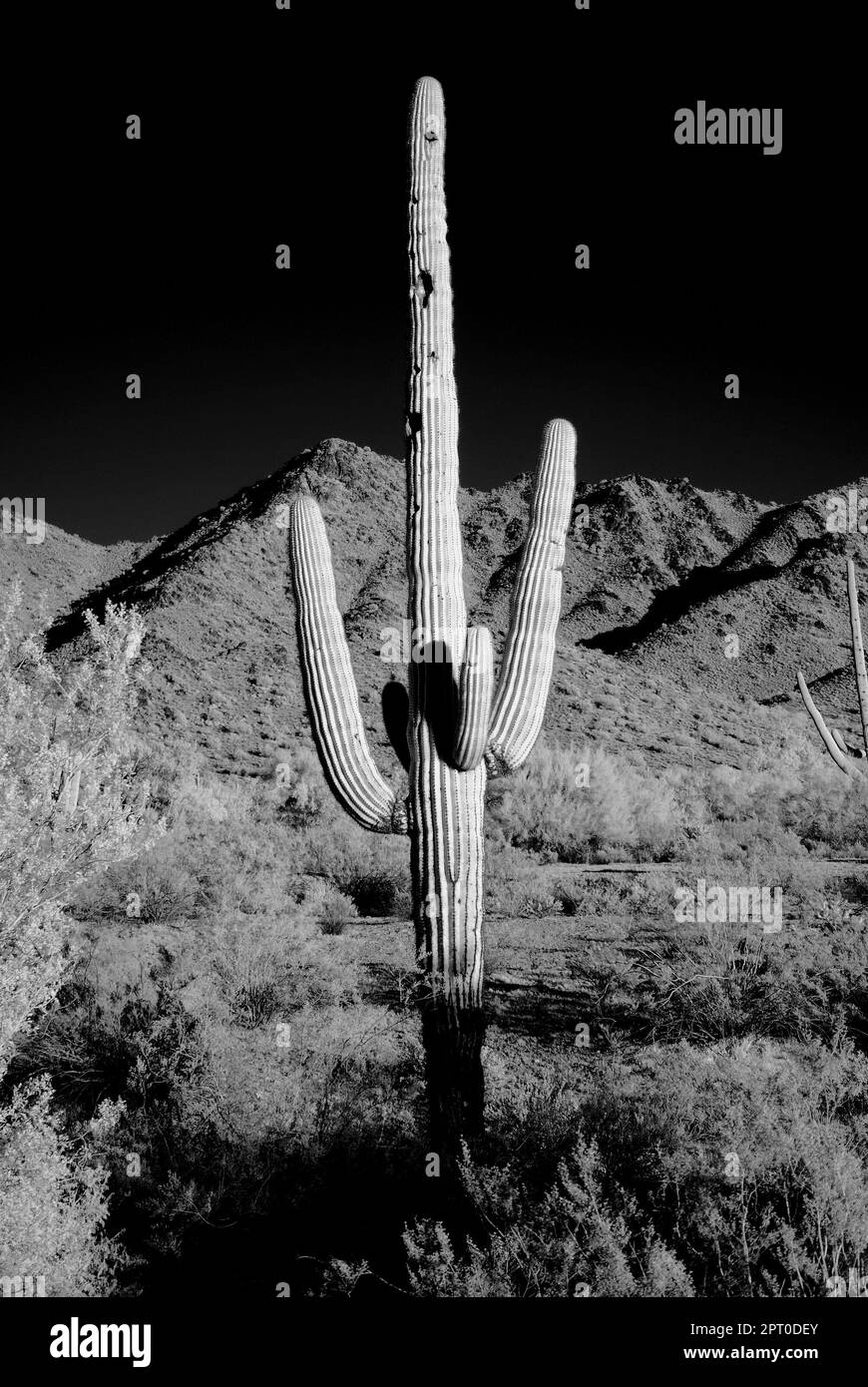 Moonlight Saguaro cactus in the winter Arizona desert Stock Photo - Alamy