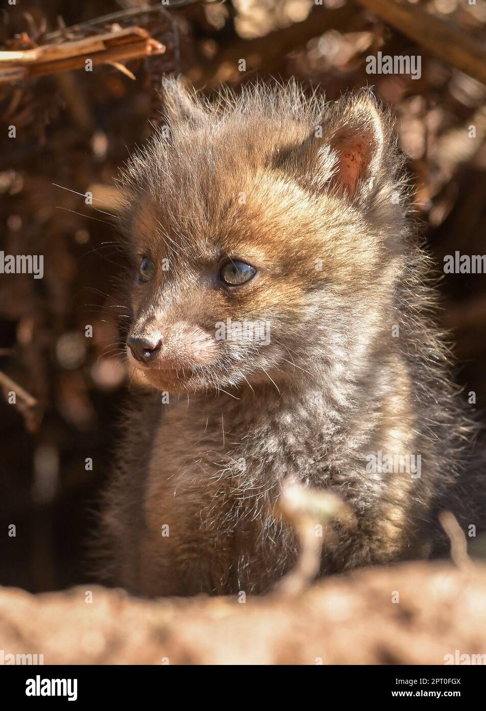 Red fox cubs den hi-res stock photography and images - Alamy