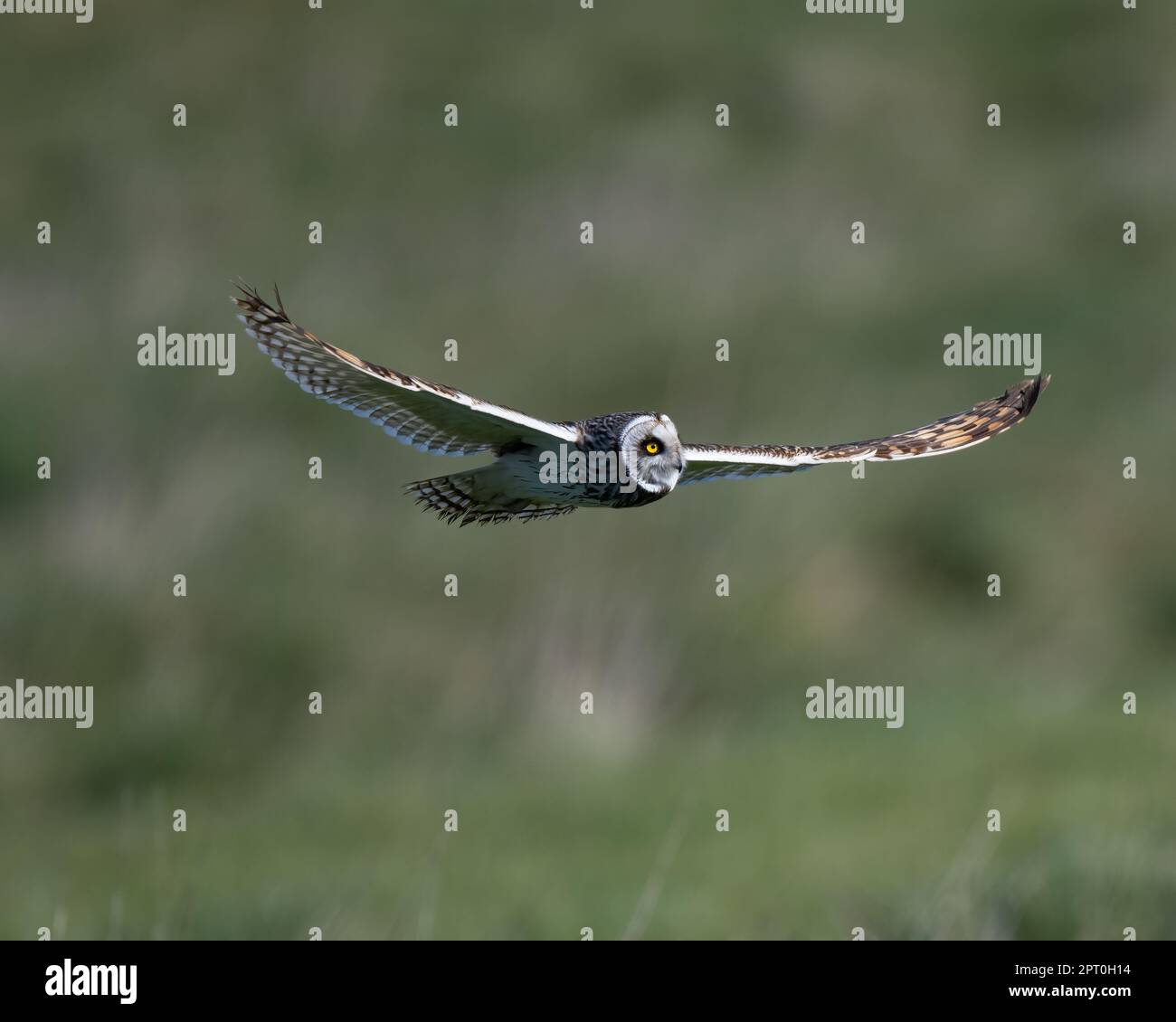 A short eared owl hunting in daylight Stock Photo - Alamy