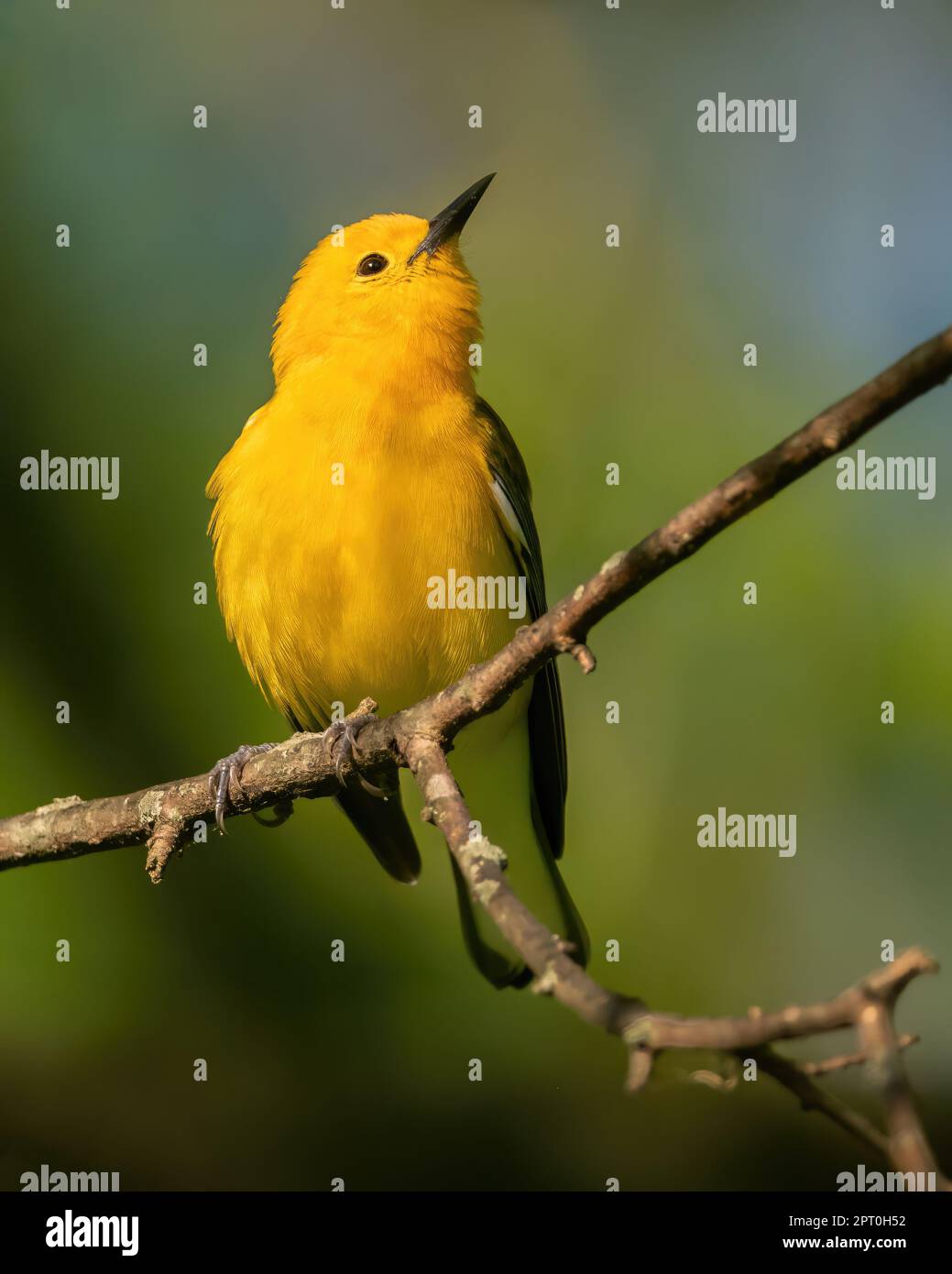 Prothonotary warblers hi-res stock photography and images - Alamy