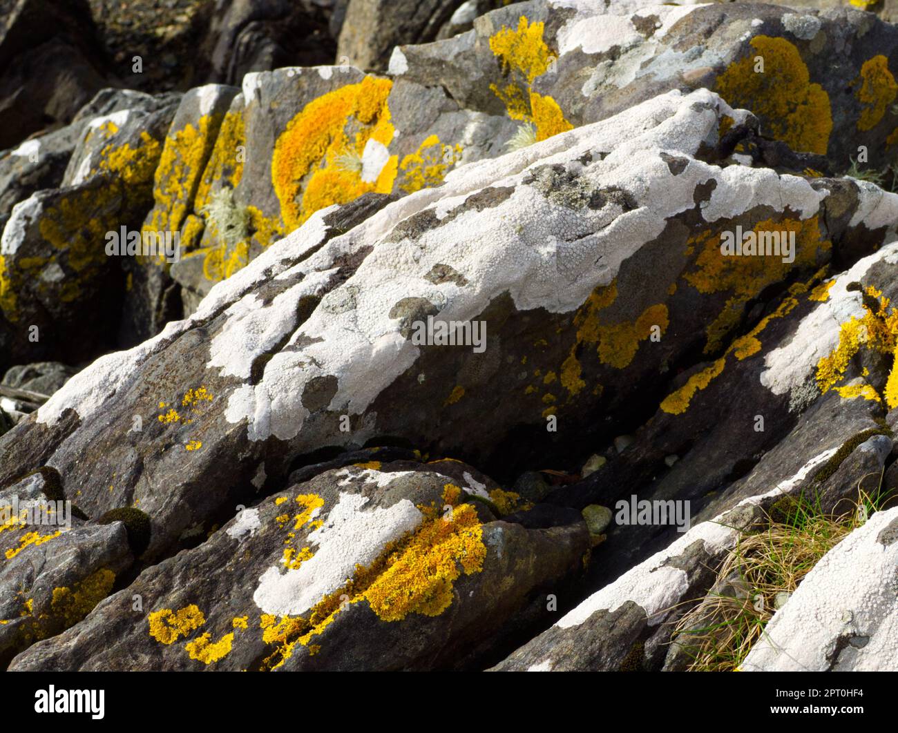 Lichen on rocks, Bunessan harbour, Isle of Mull Stock Photo - Alamy