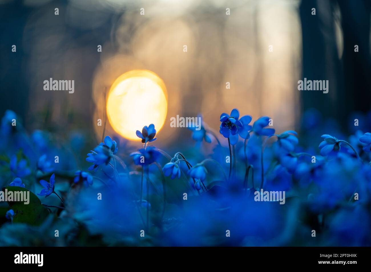 Common blue hepatica in late evening light. Wallpaper. Cover template ...