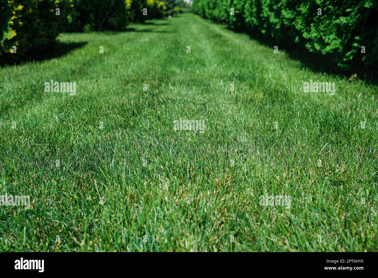 Natural background, care for the park. Freshly cut grass on the lawn ...