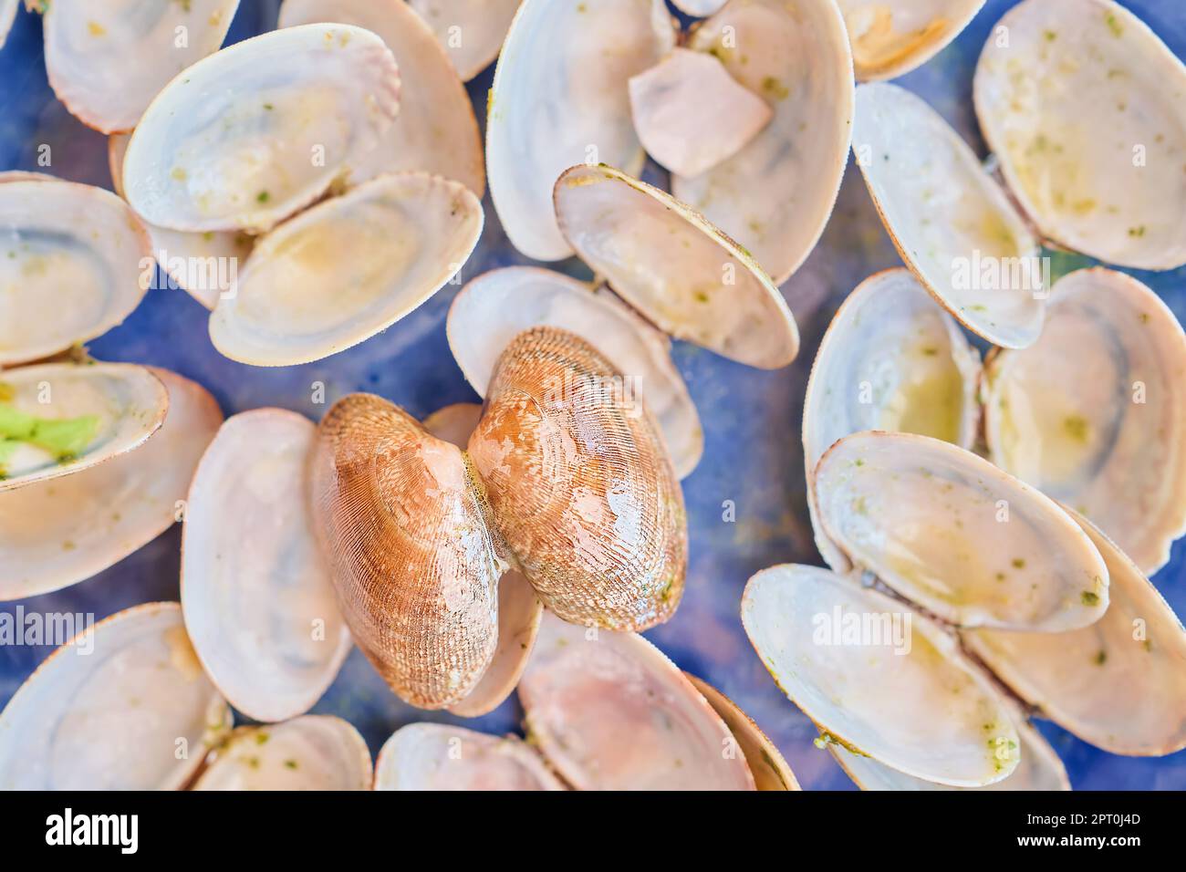 Background shell of vongole clams on a plate, top view. Idea for splash ...