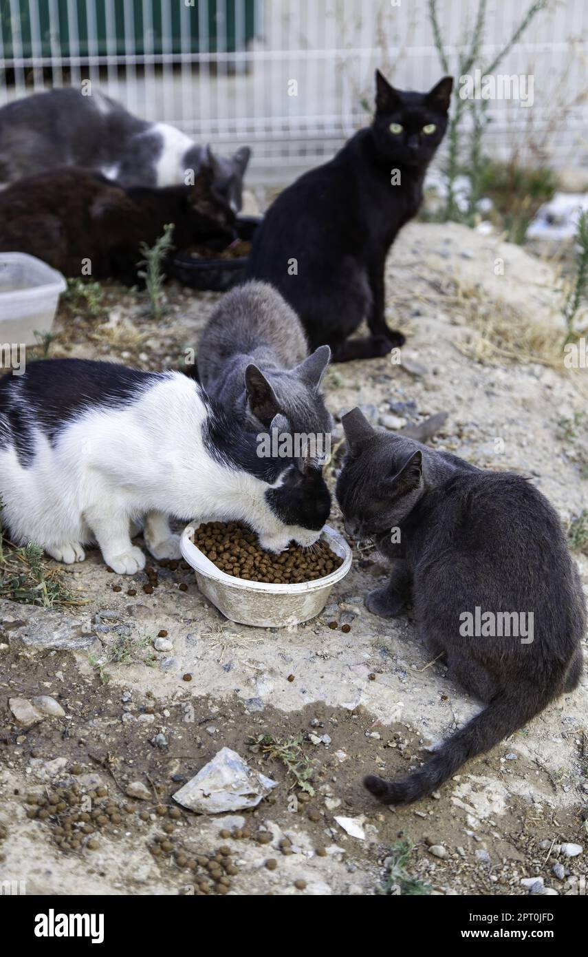Abandoned street cats, stray animals, pets Stock Photo - Alamy
