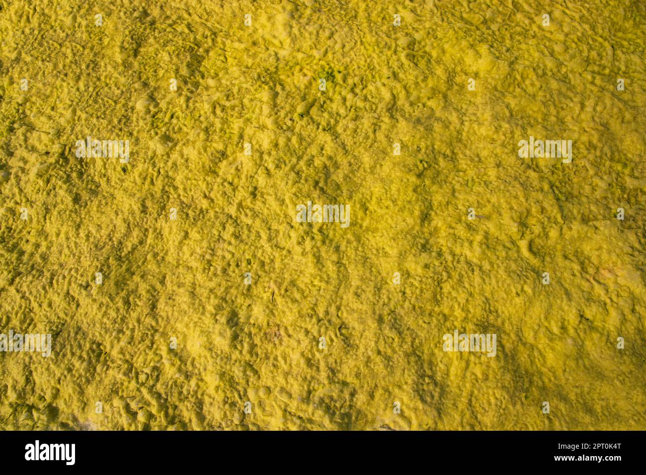 Yellow moss Texture Background. Natural Background Texture Stock Photo ...