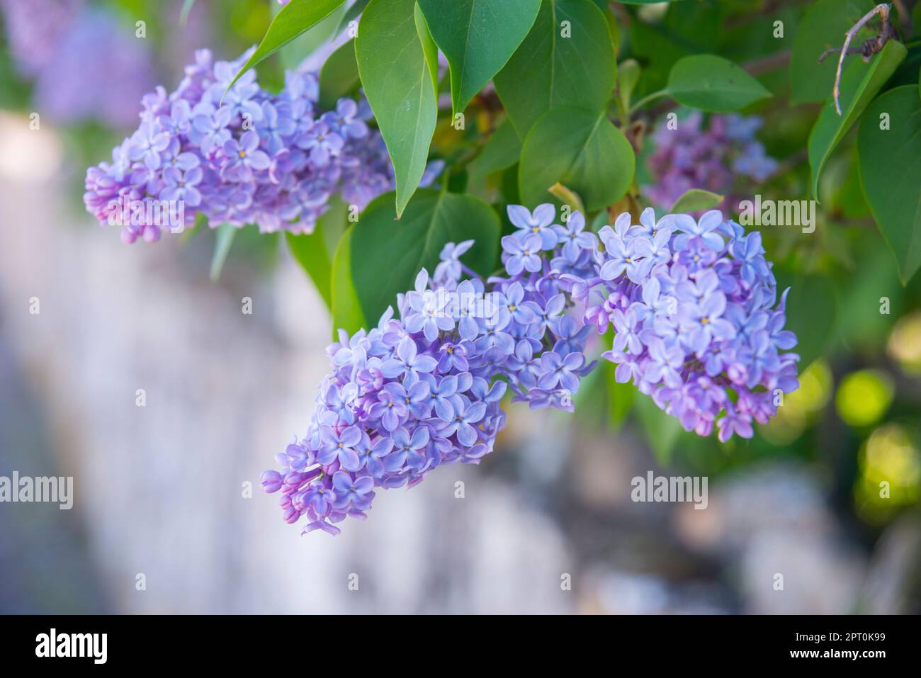 Lilas flowers hi-res stock photography and images - Alamy