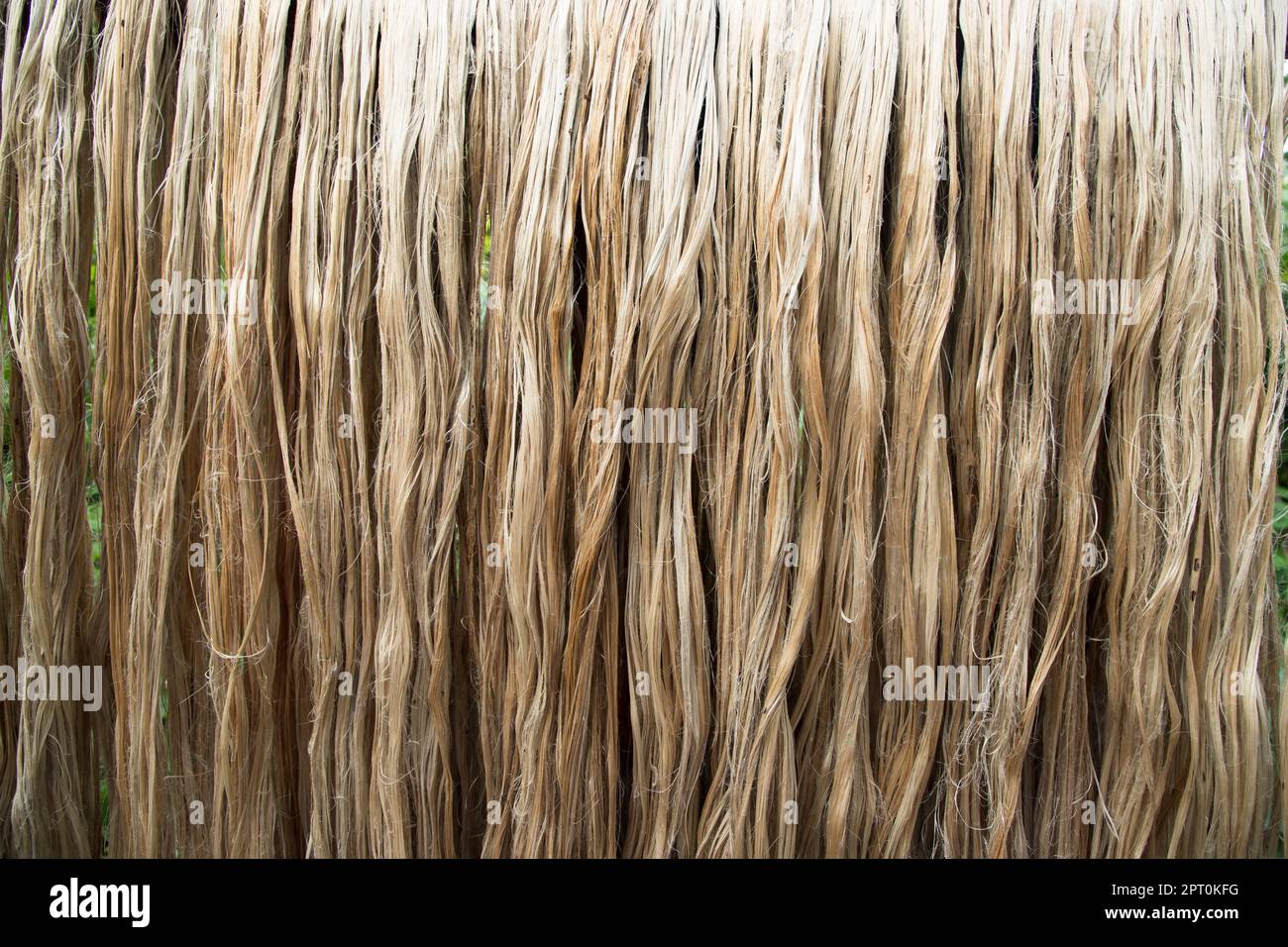 Closeup shot of raw jute fiber hanging under the sunlight for drying ...