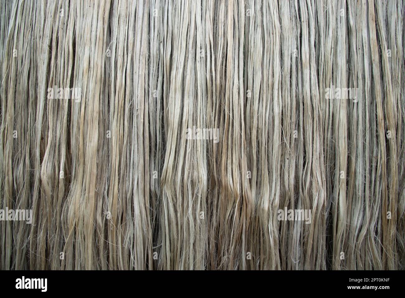 Closeup shot of raw jute fiber hanging under the sunlight for drying ...