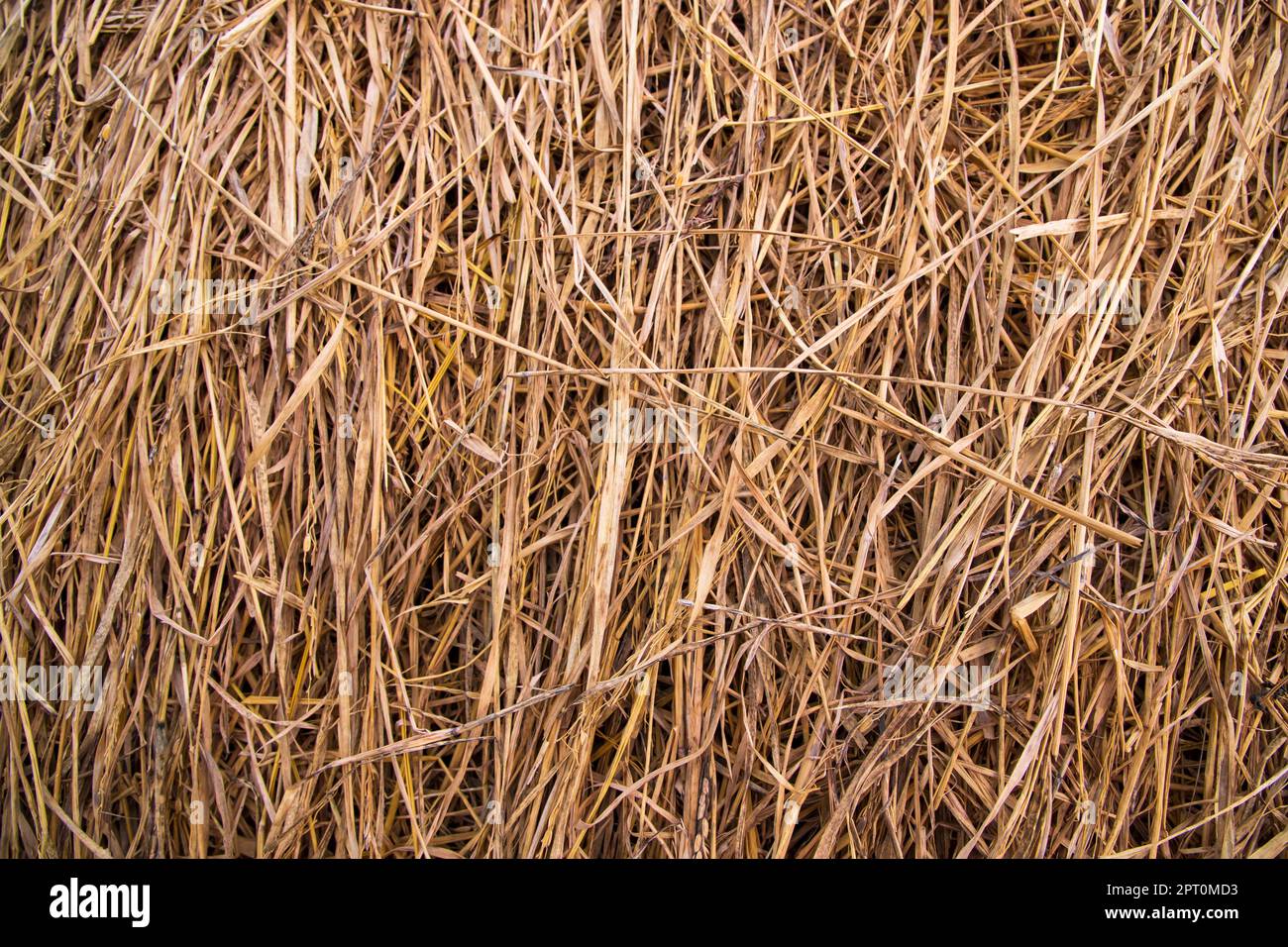 Brown hay, dry hay texture background Stock Photo - Alamy