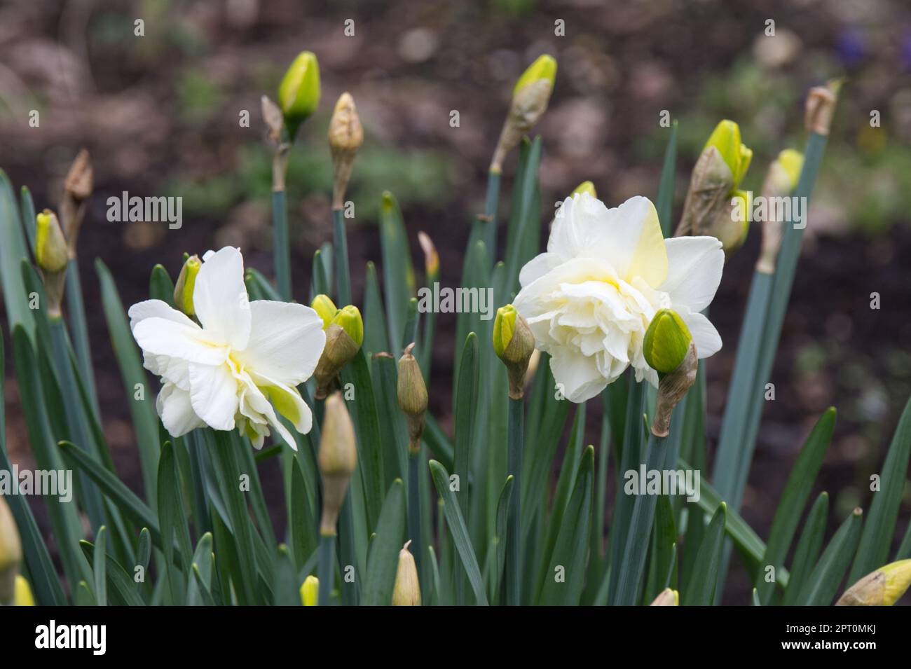 Double daffodil hi-res stock photography and images - Alamy