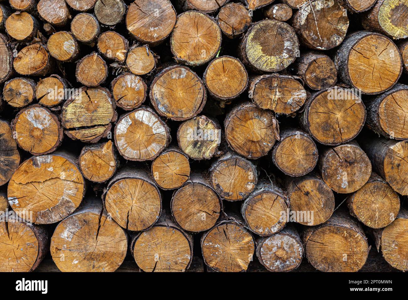 A stack wall of wooden logs texture background Stock Photo - Alamy