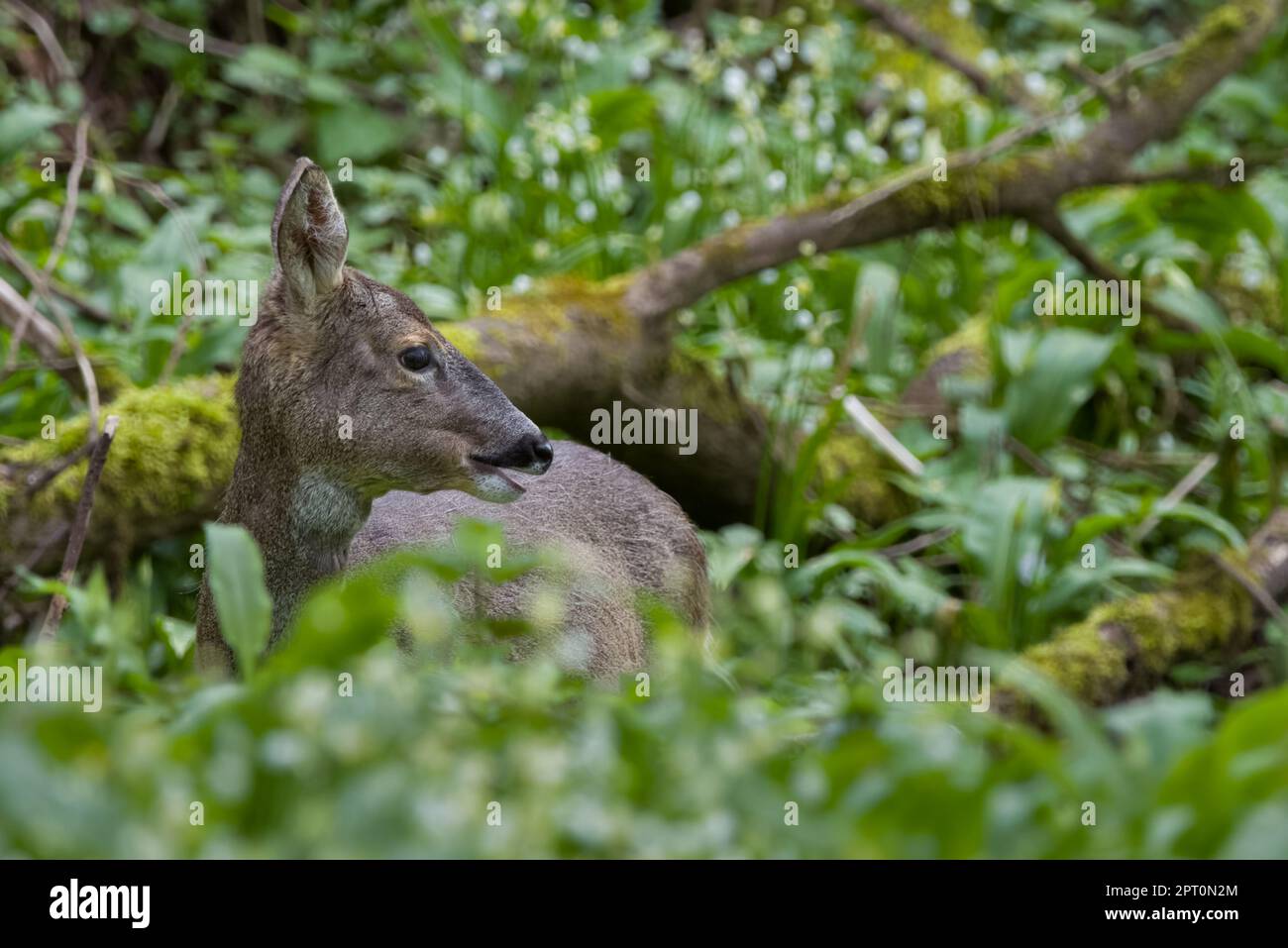 Roe deer (Capreolus capreolus) in woodland, Perth, Perthshire, Scotland ...