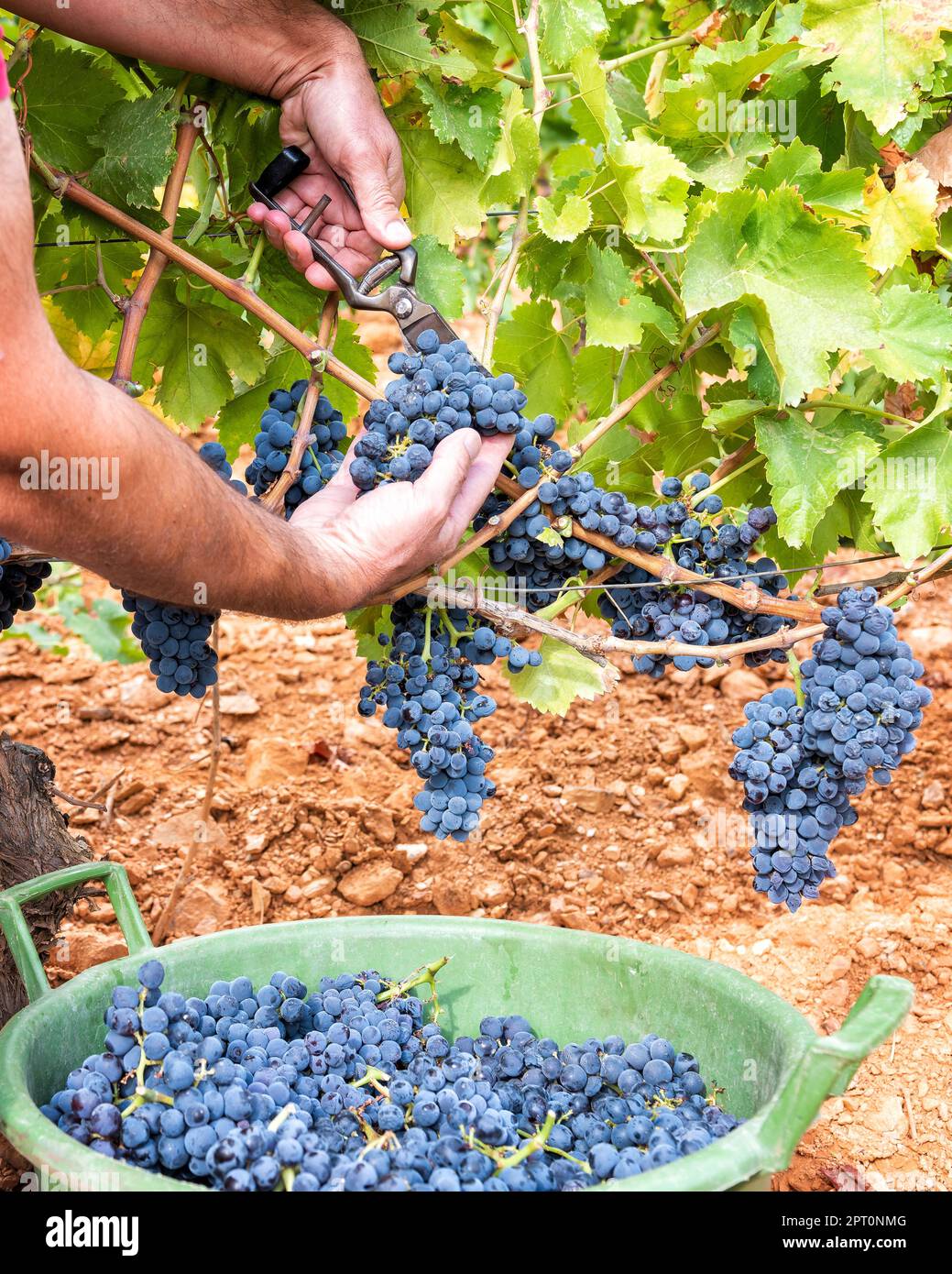 Cannonau grapes. Farmer manually harvesting the bunches of grapes with ...