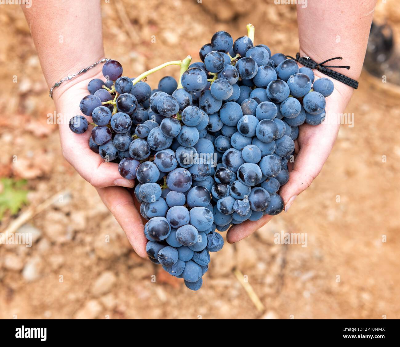 Cannonau grapes. Young woman holds freshly picked bunches of grapes in ...
