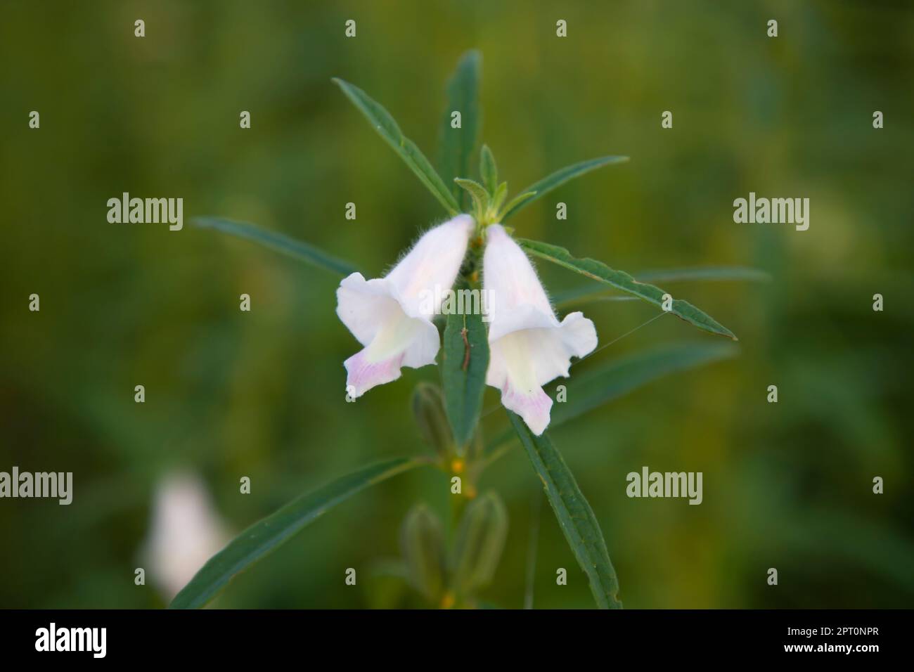Sesame flowers in the tree Natural landscape view. Herbal tree Stock ...