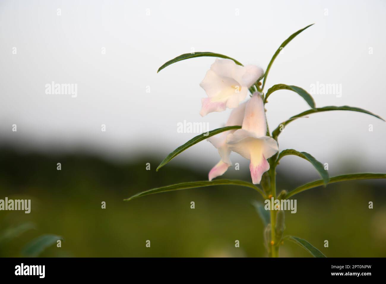 Sesame flowers in the tree Natural landscape view. Herbal tree Stock ...