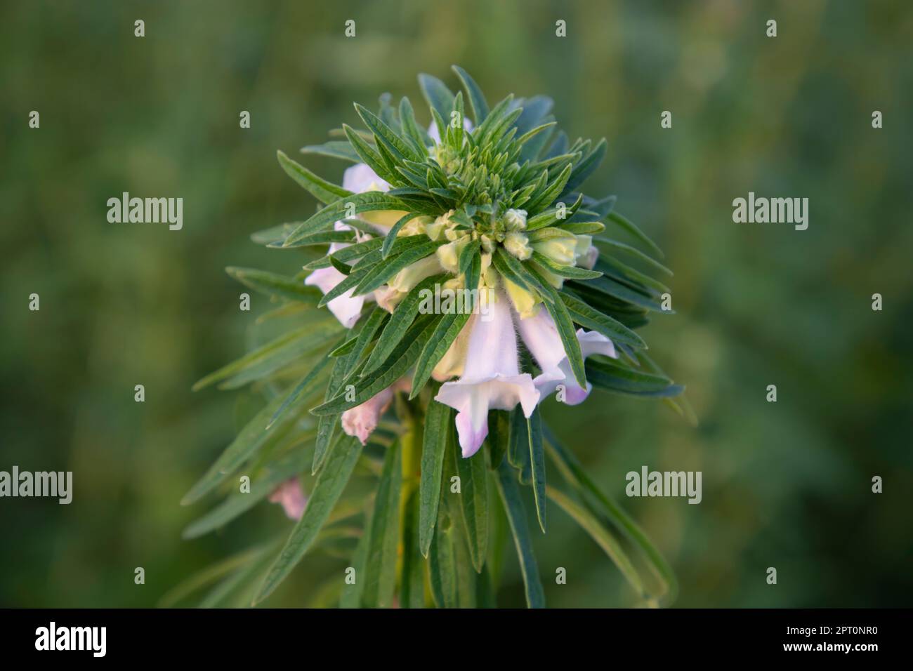 Sesame flowers in the tree Natural landscape view. Herbal tree Stock ...