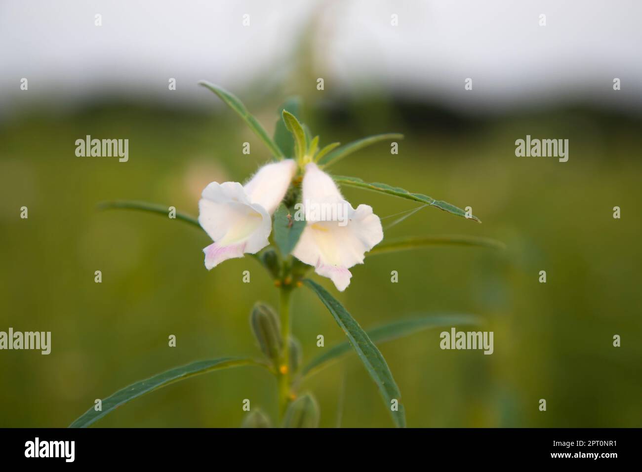 Sesame flowers in the tree Natural landscape view. Herbal tree Stock ...