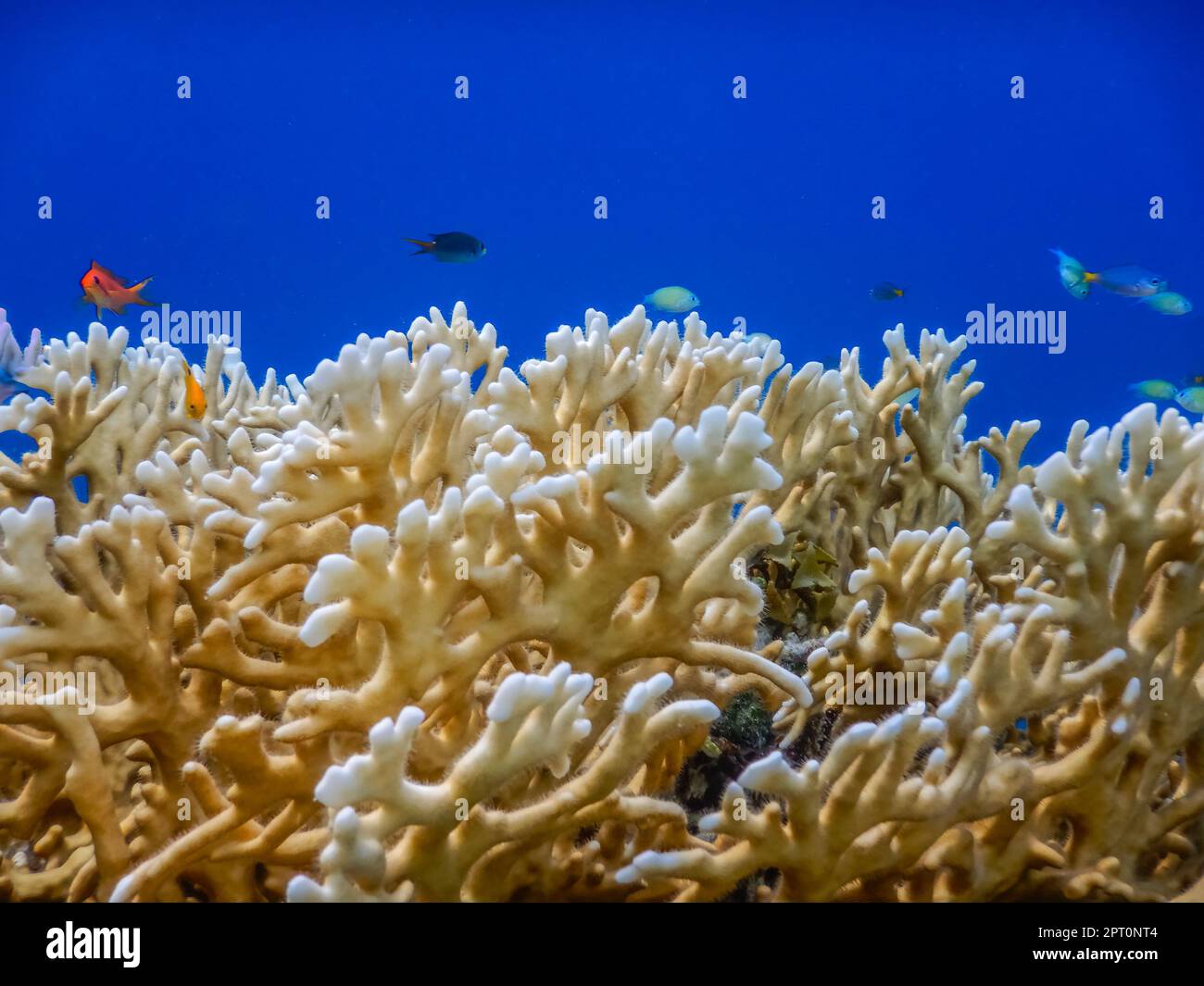 wonderful light yellow corals with little colorful fishes and blue ...