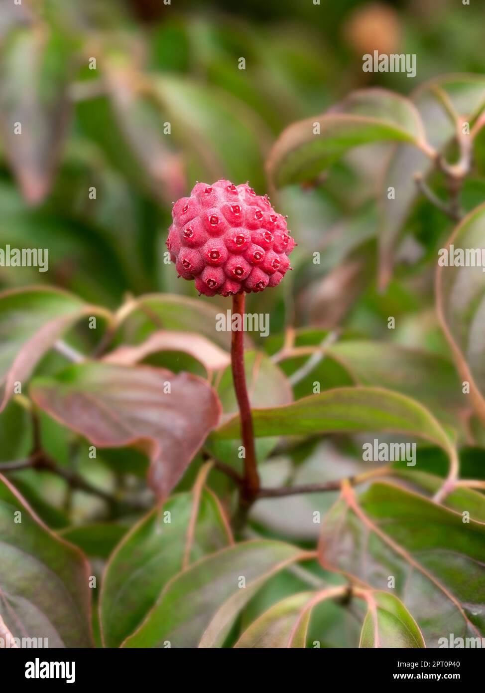 Closeup of a pink seed pod on a Cornus kousa dogwood tree Stock Photo ...