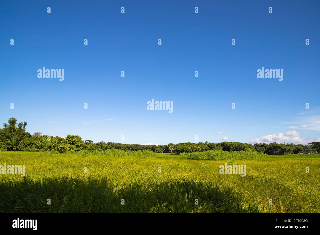 Beautiful Green rice fields with contrasting Blue skies Stock Photo - Alamy