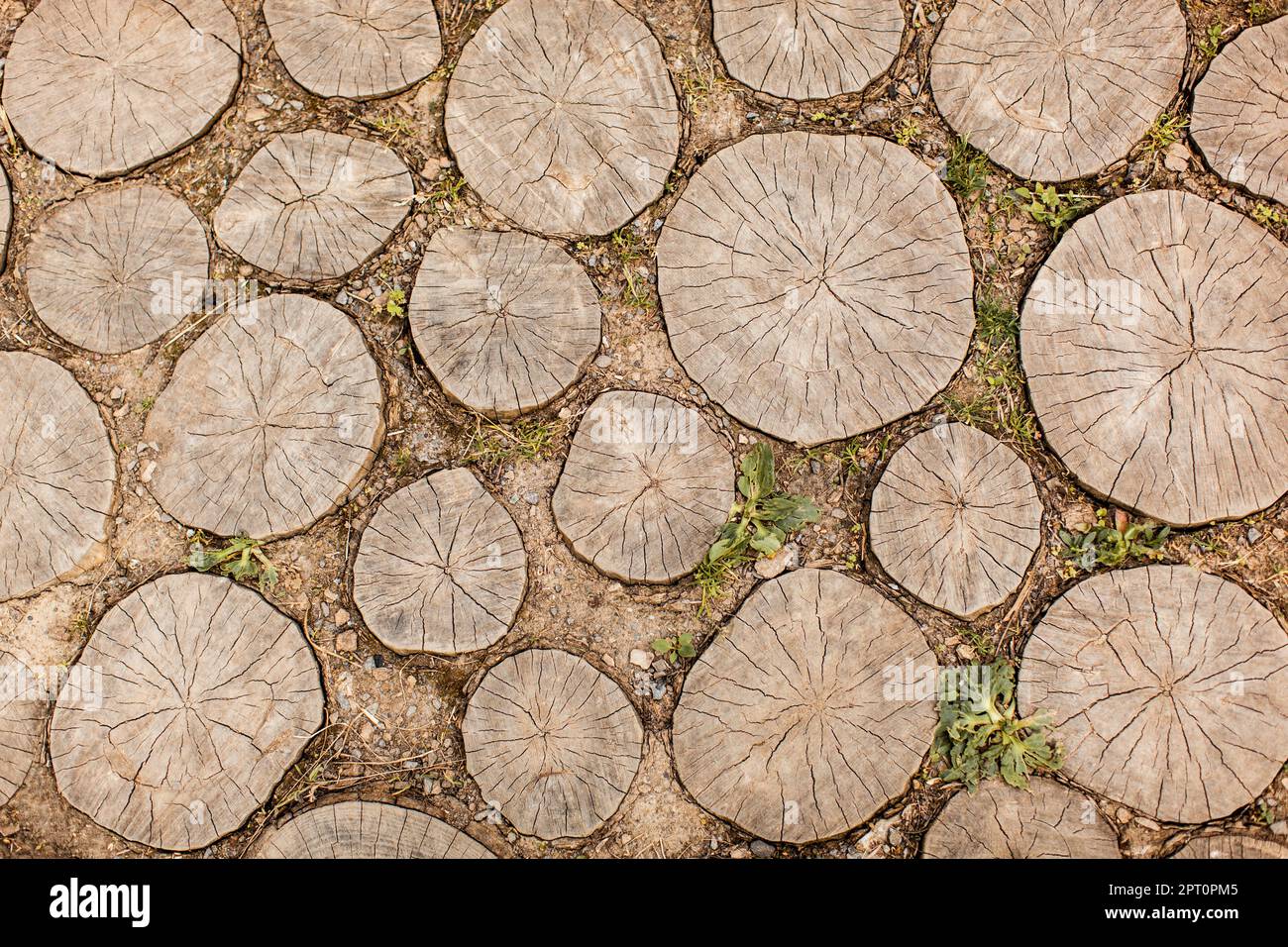 paved path with round sections of trees, texture Stock Photo - Alamy