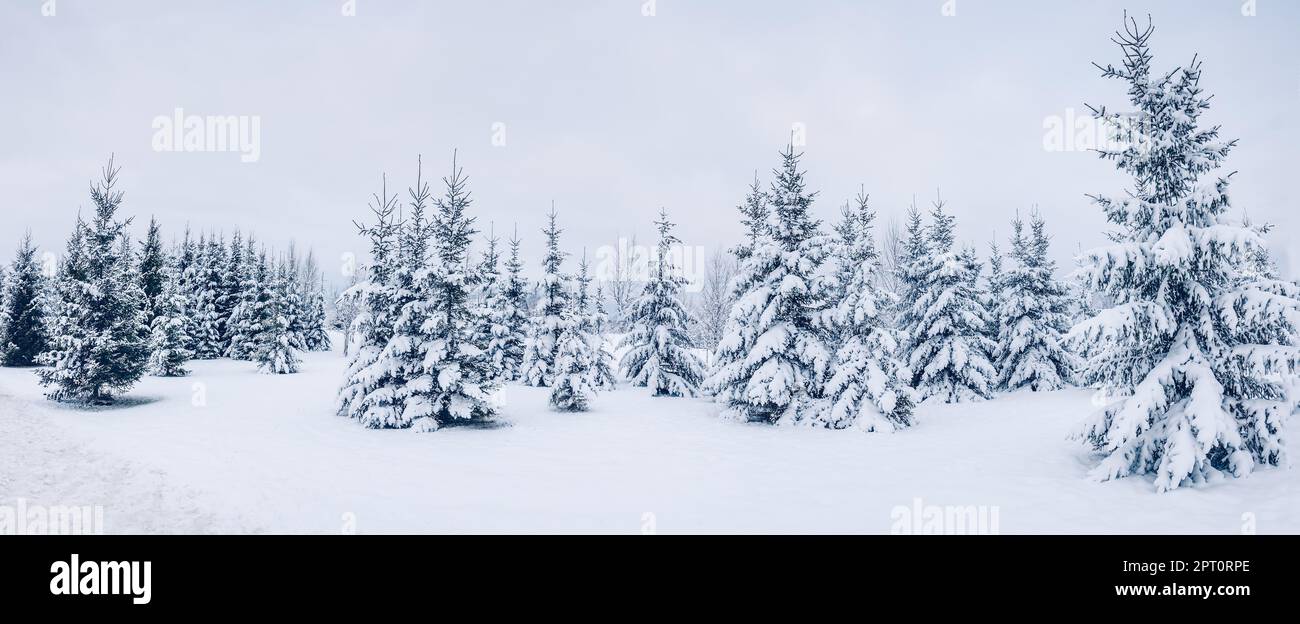 Beautiful background of the winter spruce forest. Panoramic view of the ...