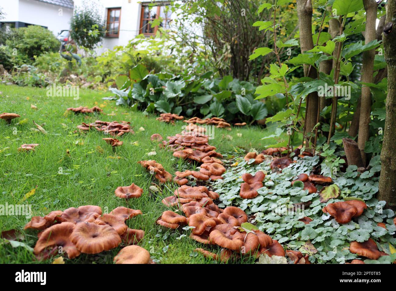 Dunkler hallimasch hi-res stock photography and images - Alamy