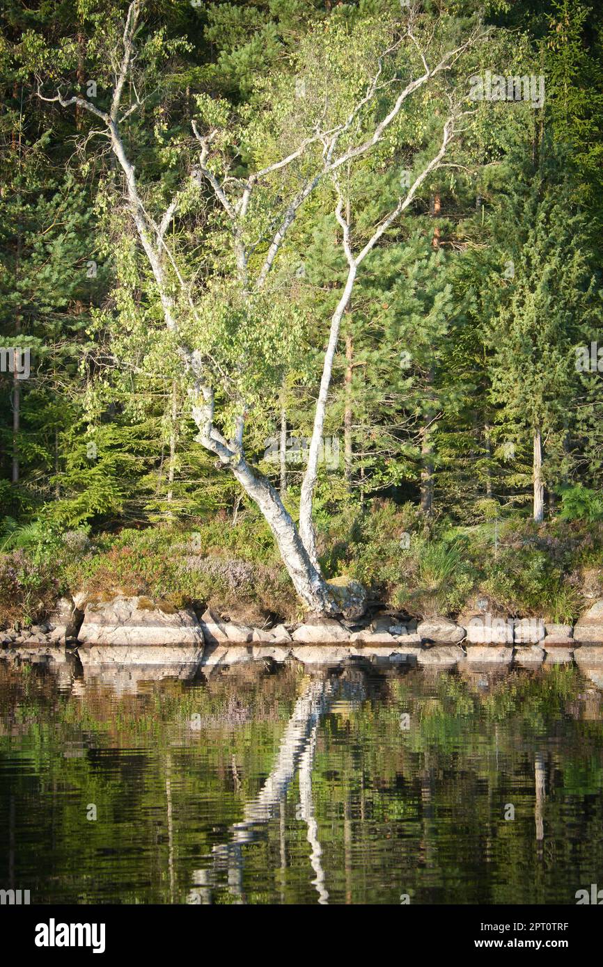 Stone rocks with conifers by the lake in Sweden in Smalland. Wild ...