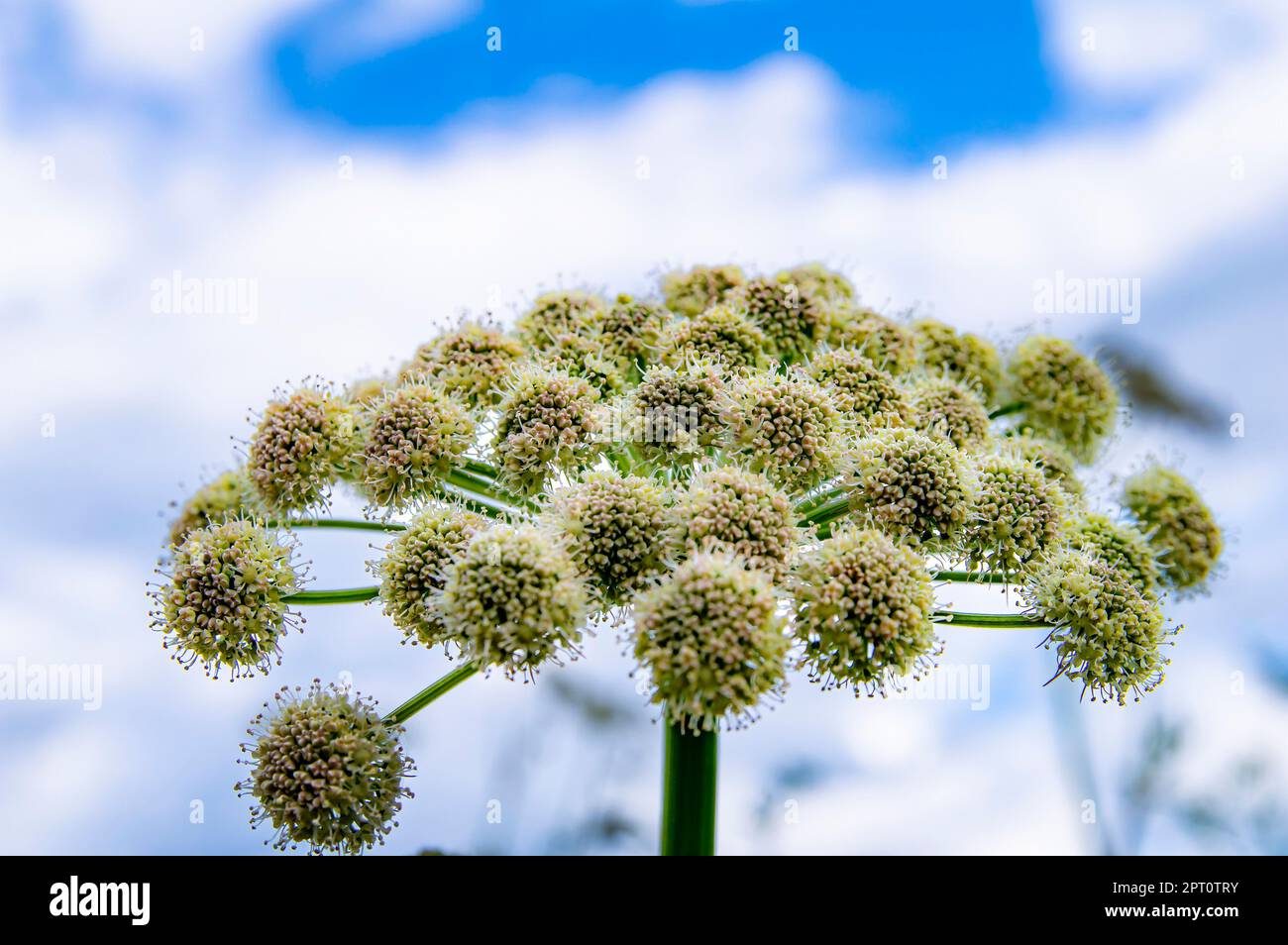 The flower of the Heracleum plant against a cloudy sky. Bud of hogweed ...