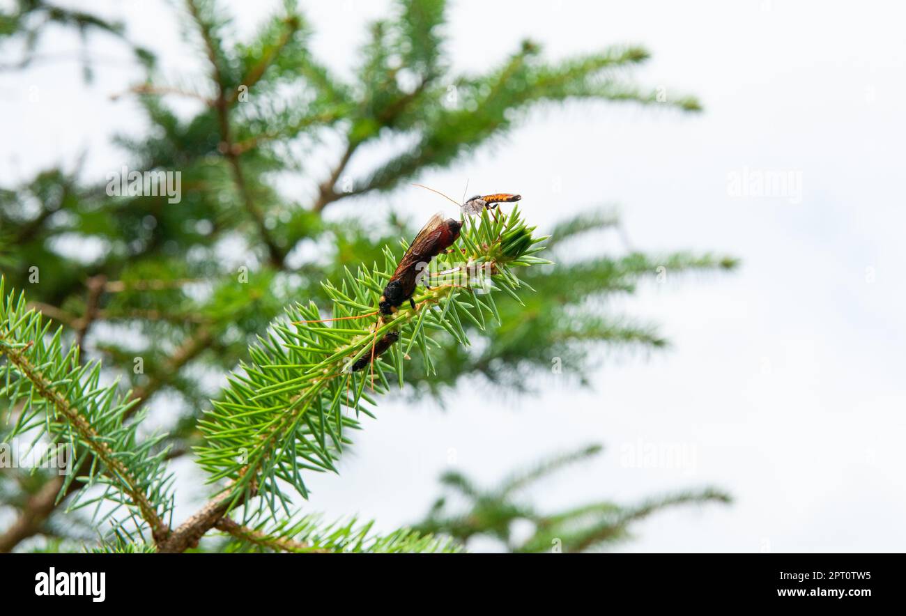 Giant Wood Wasp or horntail ( latin name Urocerus gigas) with black and ...