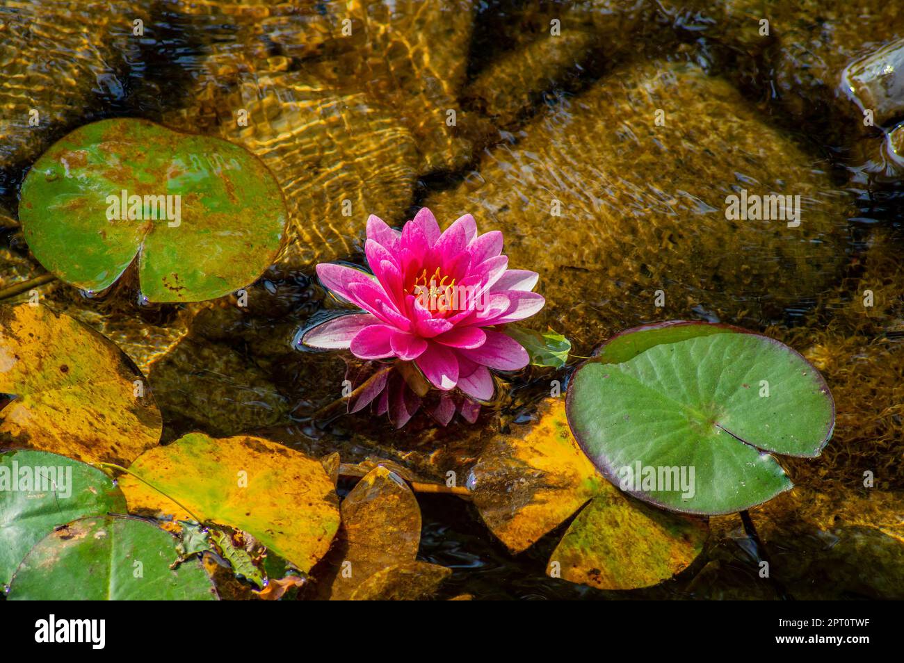 Blooming pink nymphaea water lily flower with leaves. Pink water lily ...