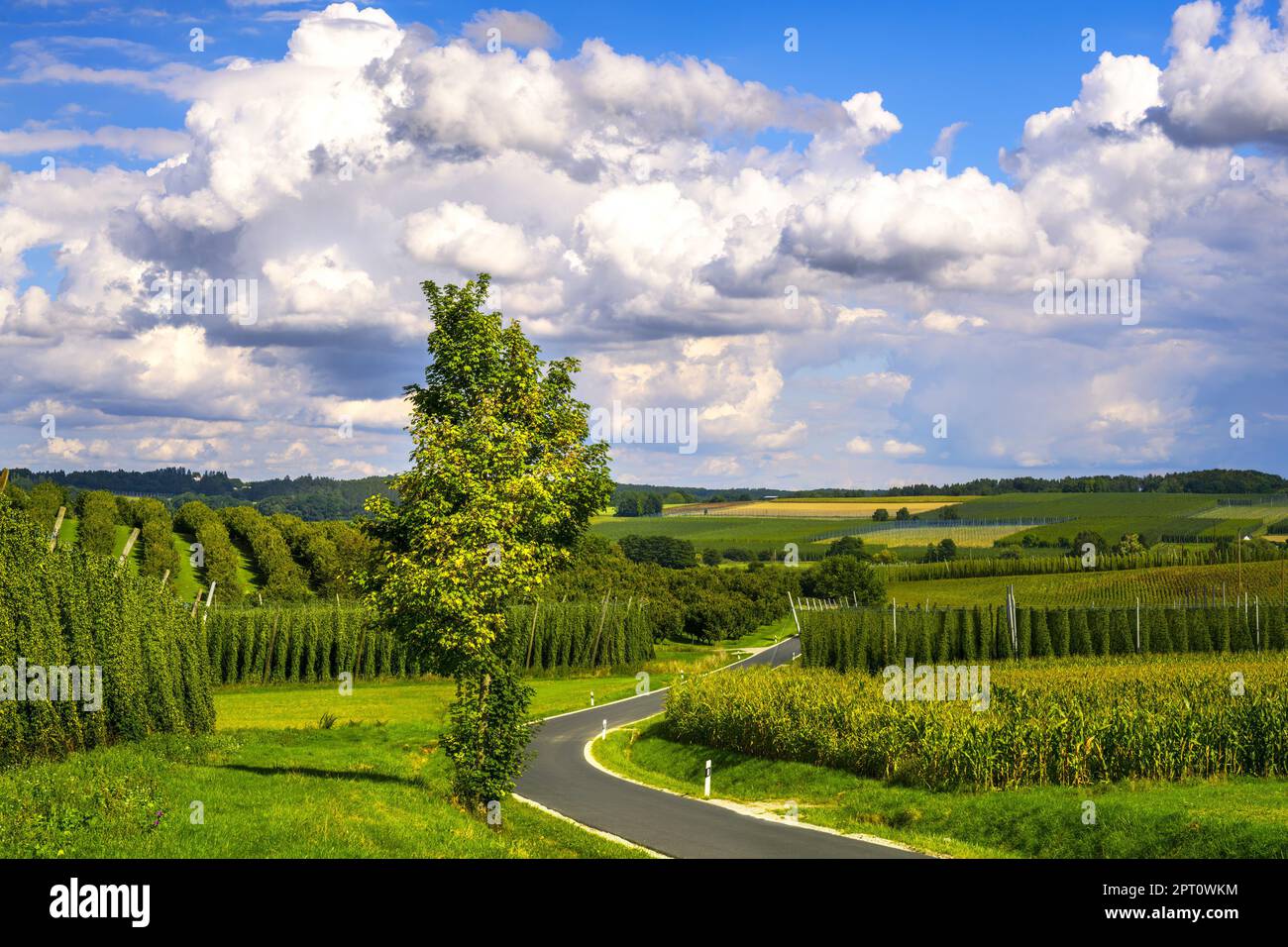 Growing hops in a hop garden in Bavaria, in an area called Hallertau ...