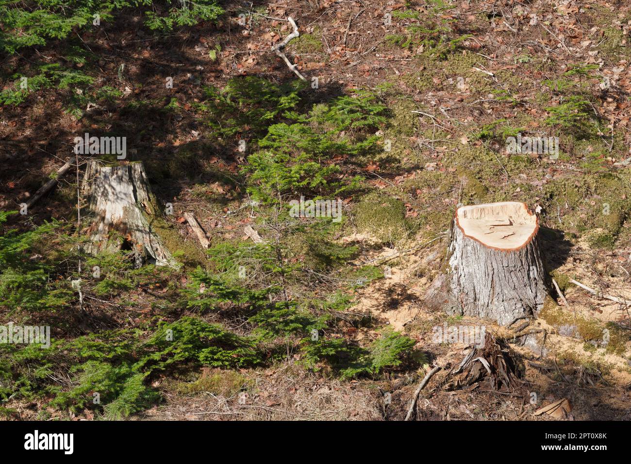 Recently cut and old tree stump in forest Stock Photo - Alamy