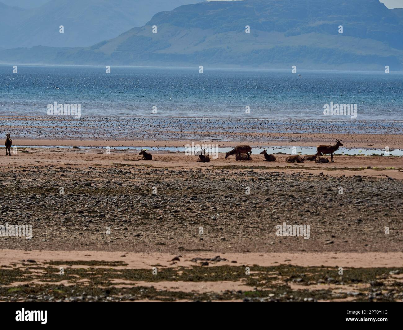 group of watchful roe deer gathered at the beach of Applecross at the ...